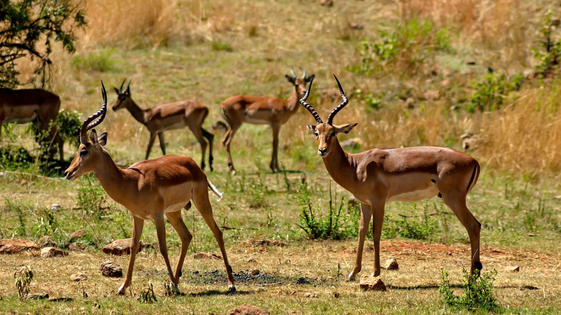 Monitoring zoonotic spillover by assessing global bushmeat activity ...